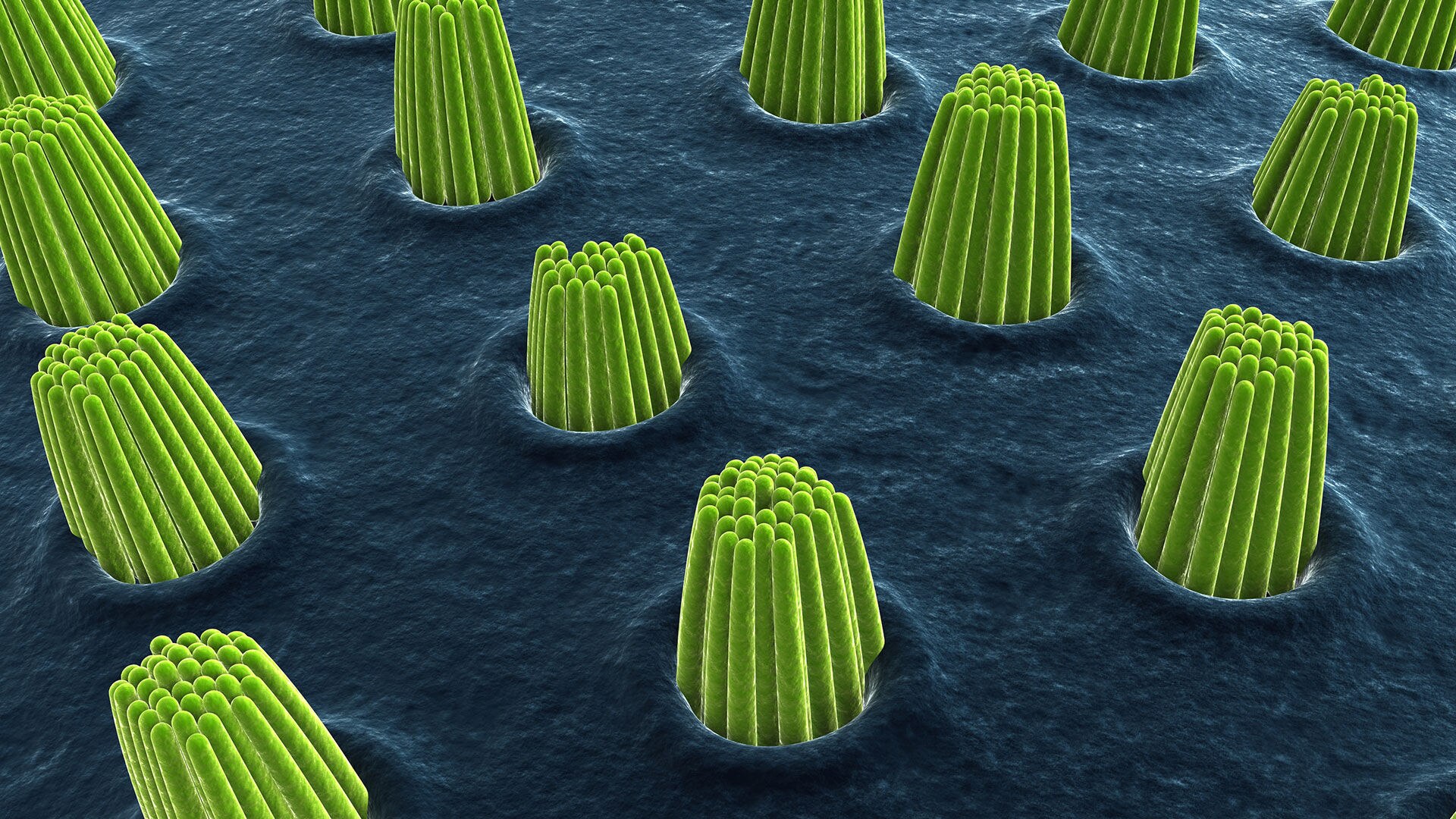 Gli scienziati scoprono il gene che fa ricrescere le cellule ciliate ...